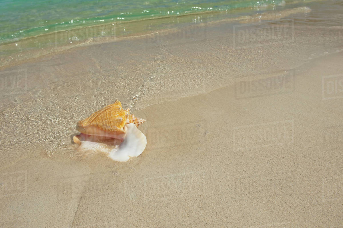 Conch shell on beach - Stock Photo - Dissolve
