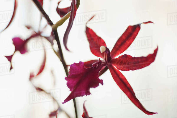 Close up of orchid - Stock Photo - Dissolve