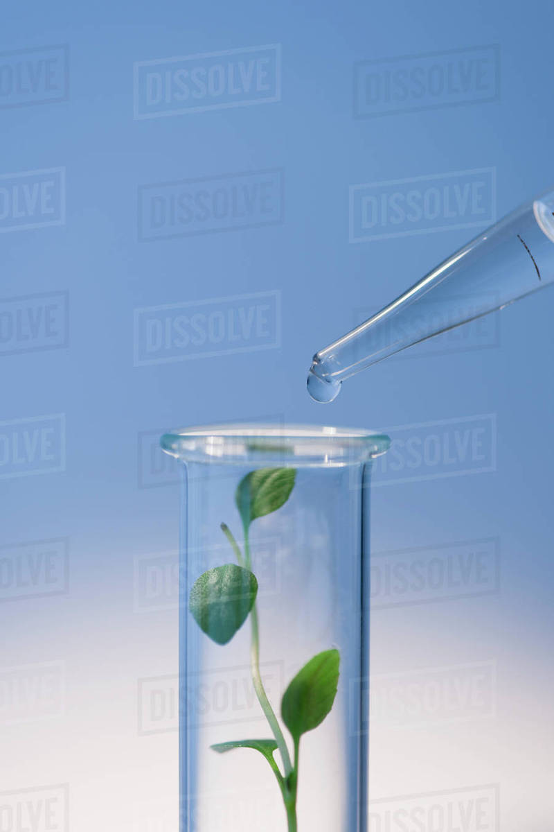 Test tube with plants - Royalty-free Stock Photo | Dissolve