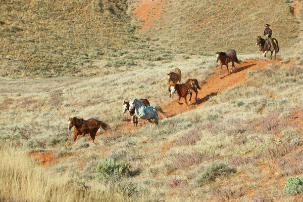Horseback rider herding wild horses - Royalty-free Stock Photo | Dissolve