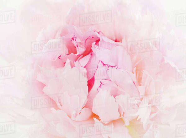 Close up of flower - Stock Photo - Dissolve