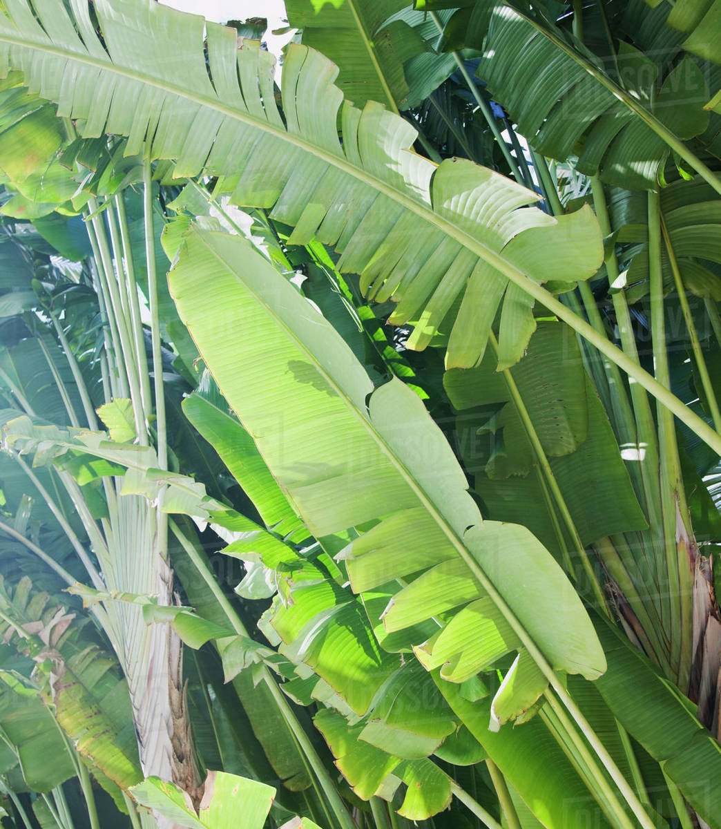 Close up of tropical leaves - Stock Photo - Dissolve