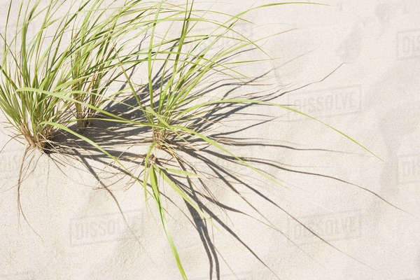 Grass growing in the sand - Royalty-free Stock Photo | Dissolve