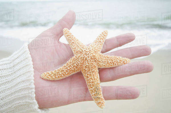 Human hand holding starfish - Royalty-free Stock Photo | Dissolve