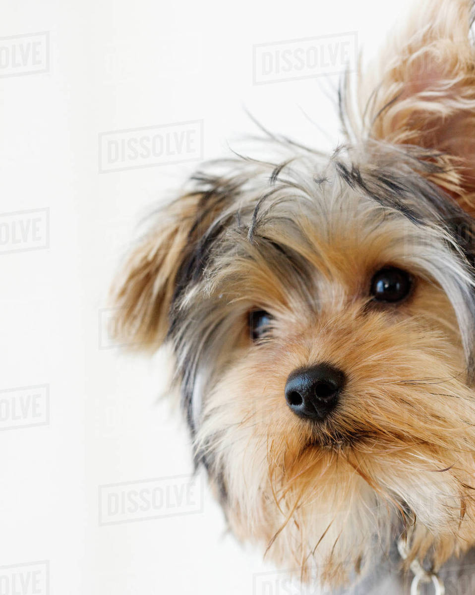 Close up of Yorkshire terrier - Royalty-free Stock Photo | Dissolve