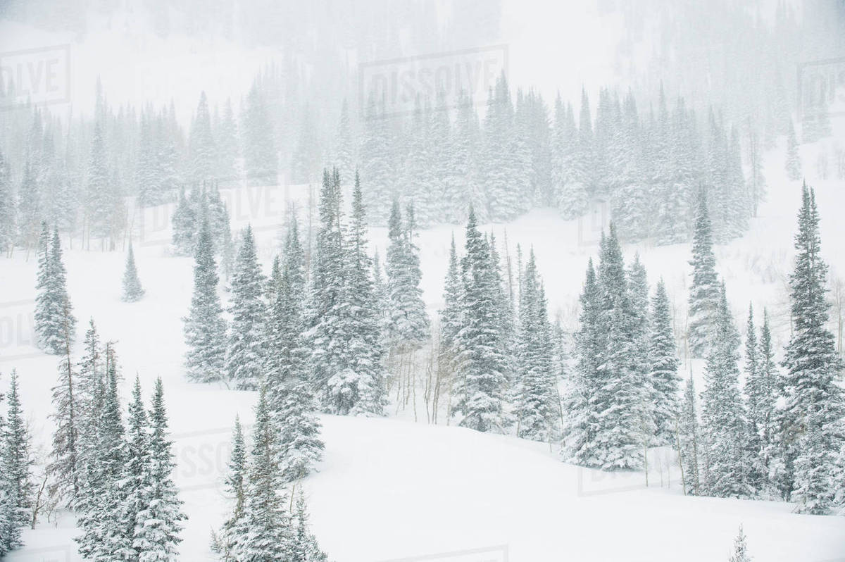 Snow covered trees on mountain, Wasatch Mountains, Utah, United States ...