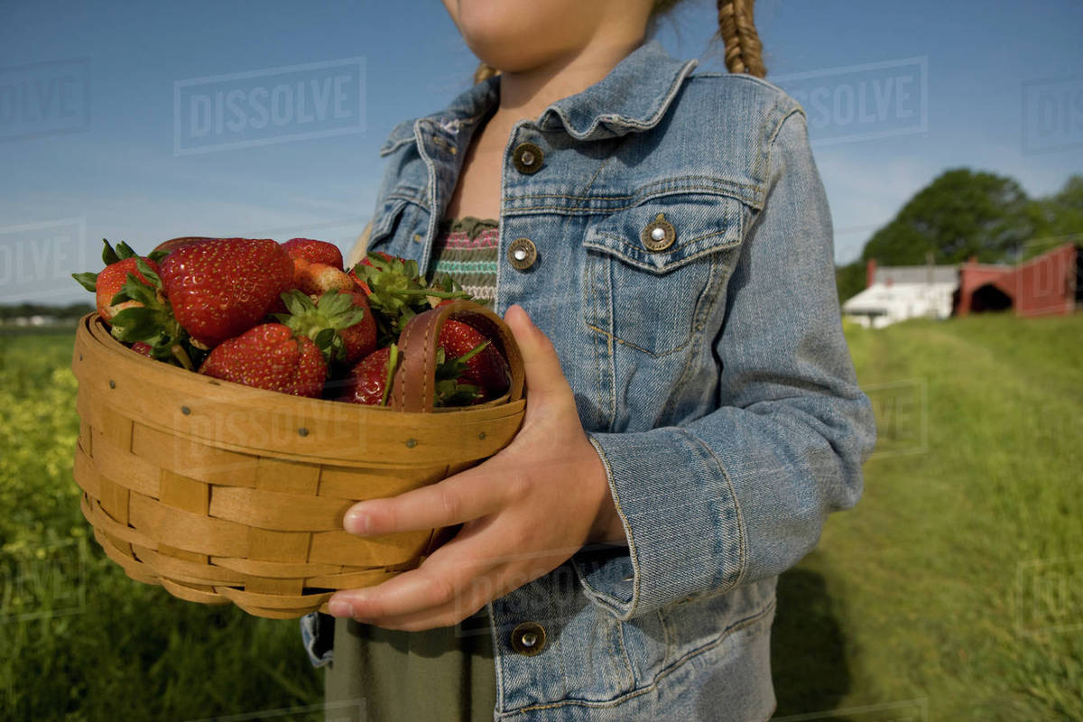 Girl picking strawberries - Royalty-free Stock Photo | Dissolve