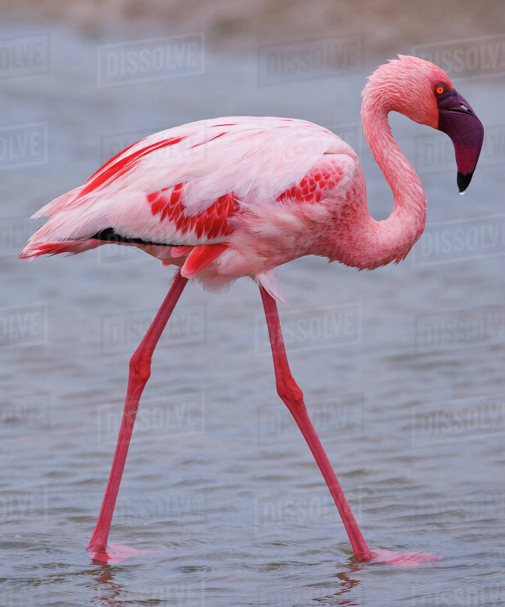 Close up of Lesser Flamingo, Namibia, Africa - Royalty-free Stock Photo ...