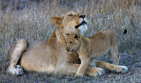 Female lion with cub - Stock Photo - Dissolve