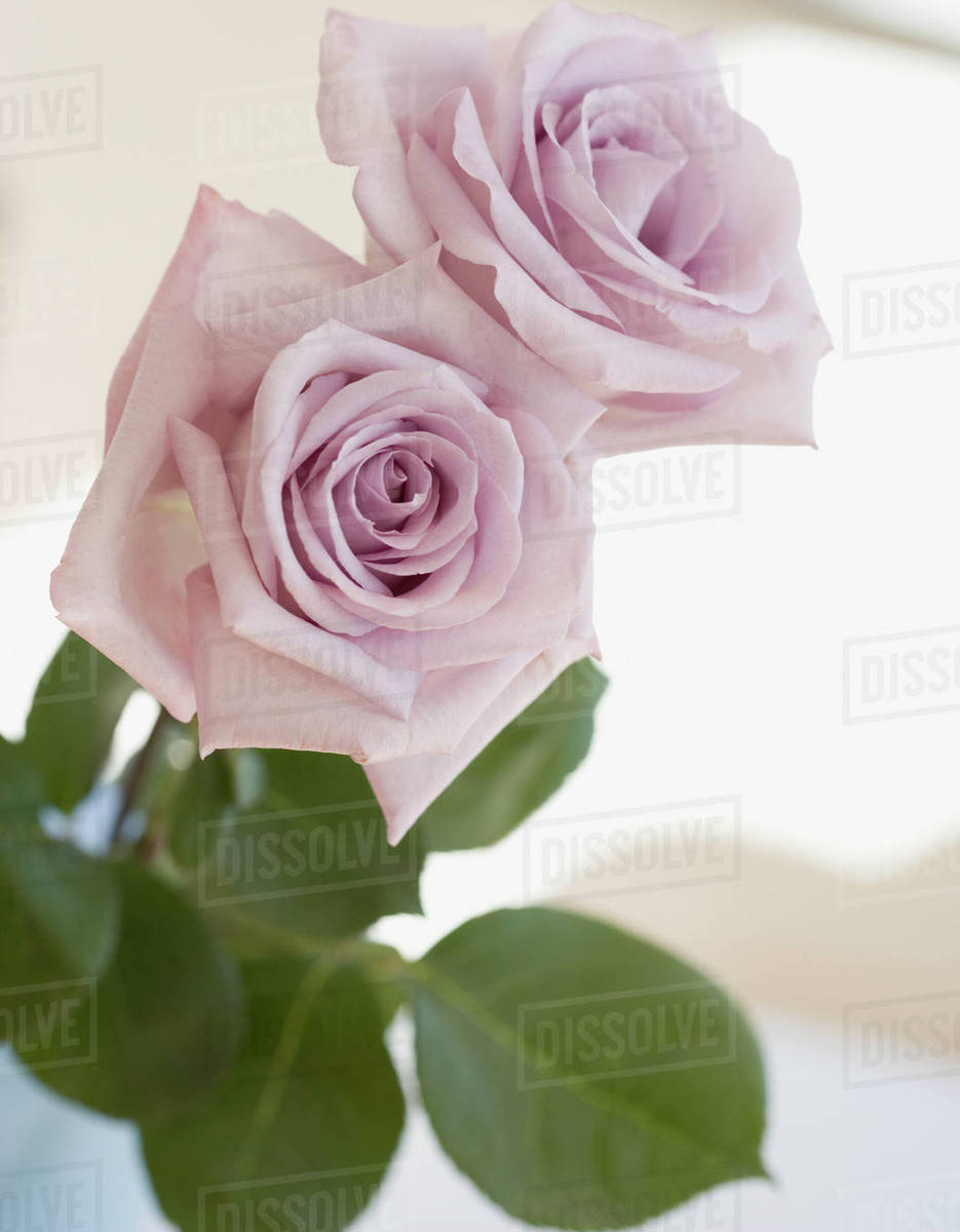 Close up of roses - Stock Photo - Dissolve