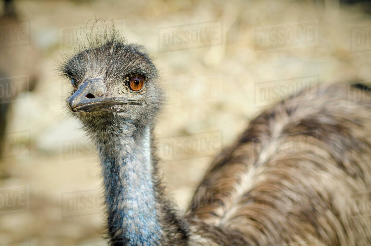 Portrait of emu - Stock Photo - Dissolve