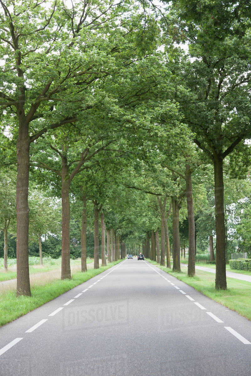 Trees along road - Royalty-free Stock Photo | Dissolve