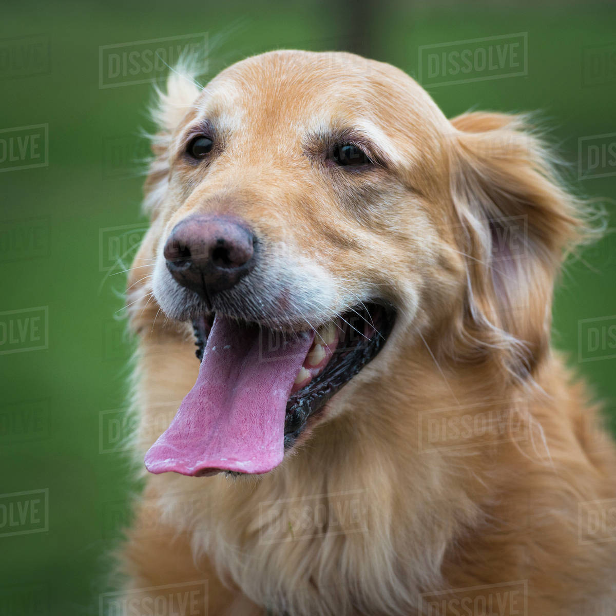 Happy dog - Royalty-free Stock Photo | Dissolve