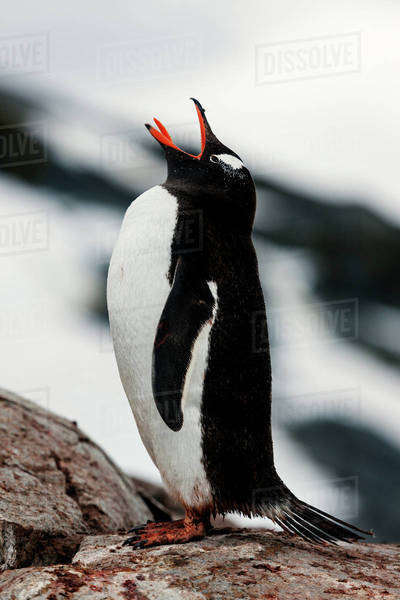 Screaming penguin - Stock Photo - Dissolve