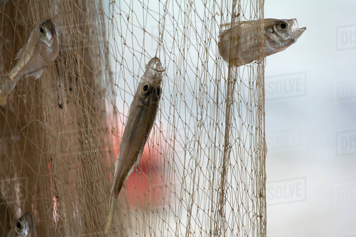 Small fishes caught in net - Stock Photo - Dissolve