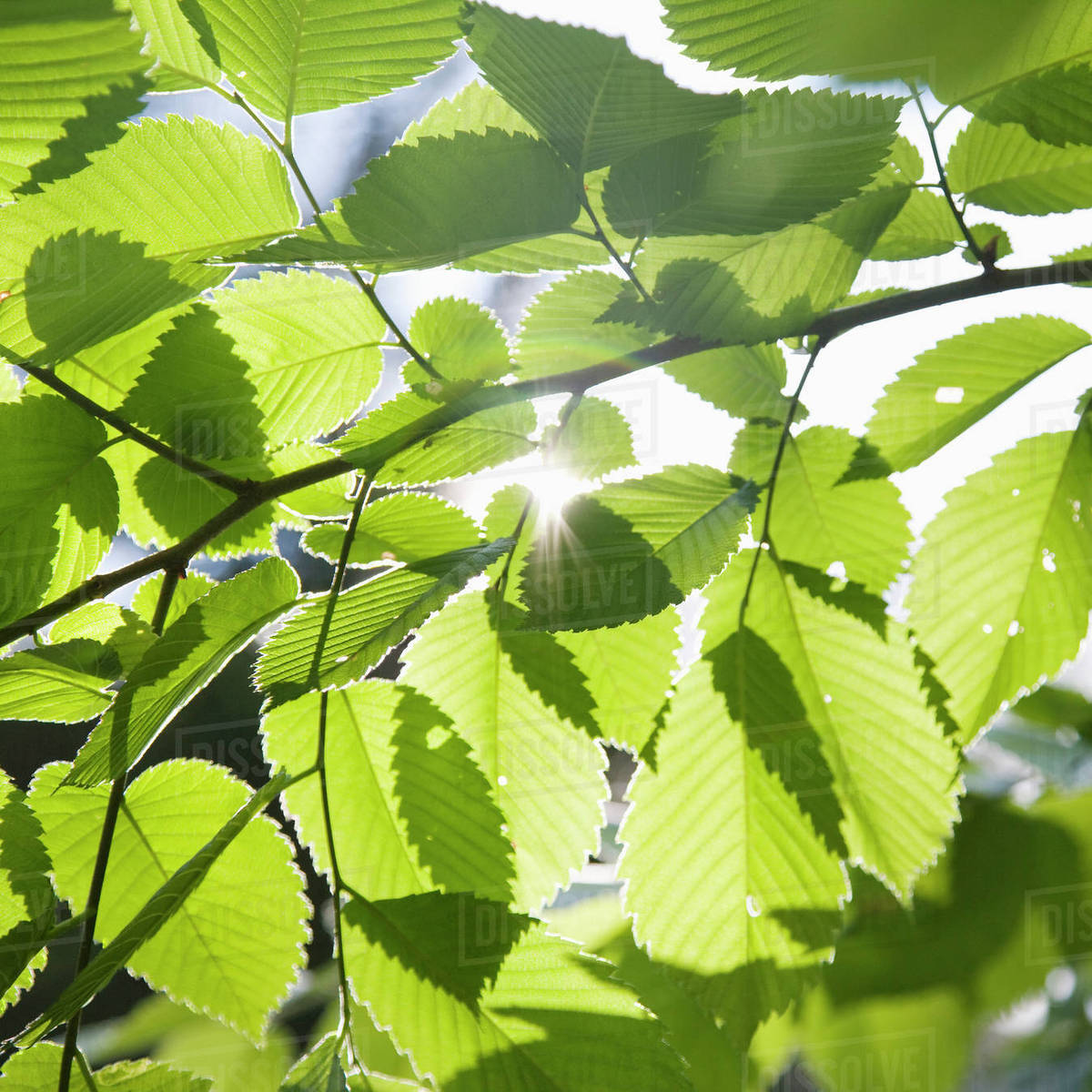 Close up of leaves in sunlight, Maine, United States - Royalty-free ...