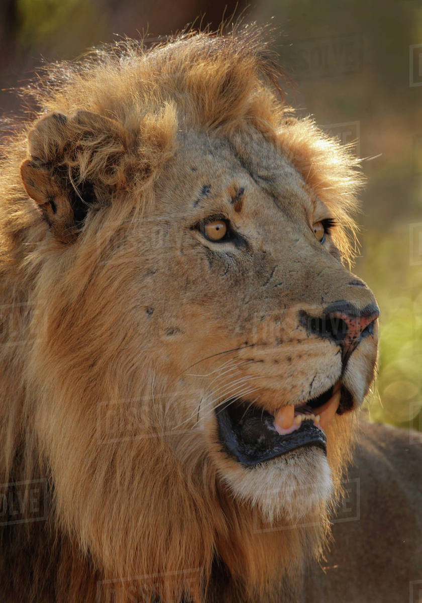 Close up of male lion - Royalty-free Stock Photo | Dissolve