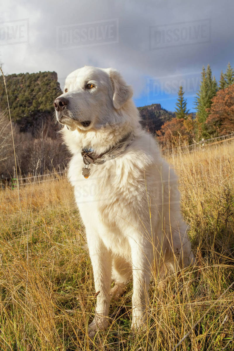 Sheepdog sitting in grass at farm - Royalty-free Stock Photo | Dissolve