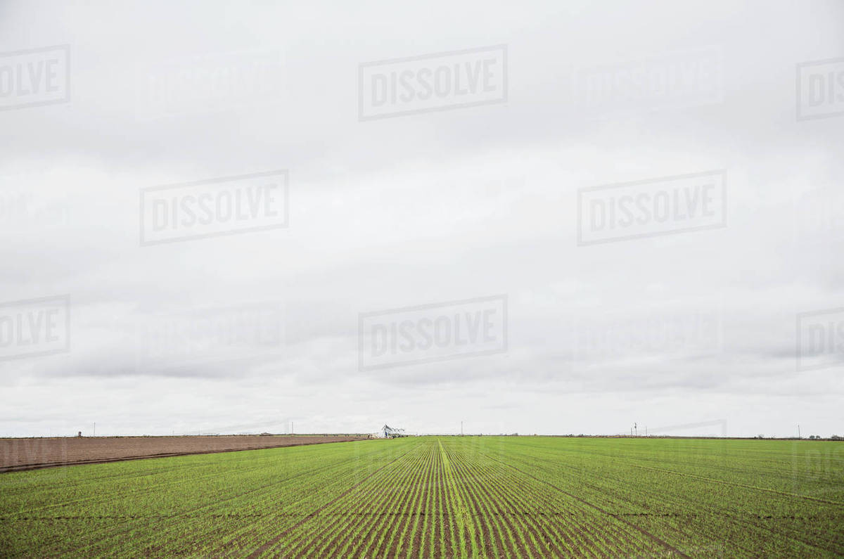 Field in spring - Royalty-free Stock Photo | Dissolve