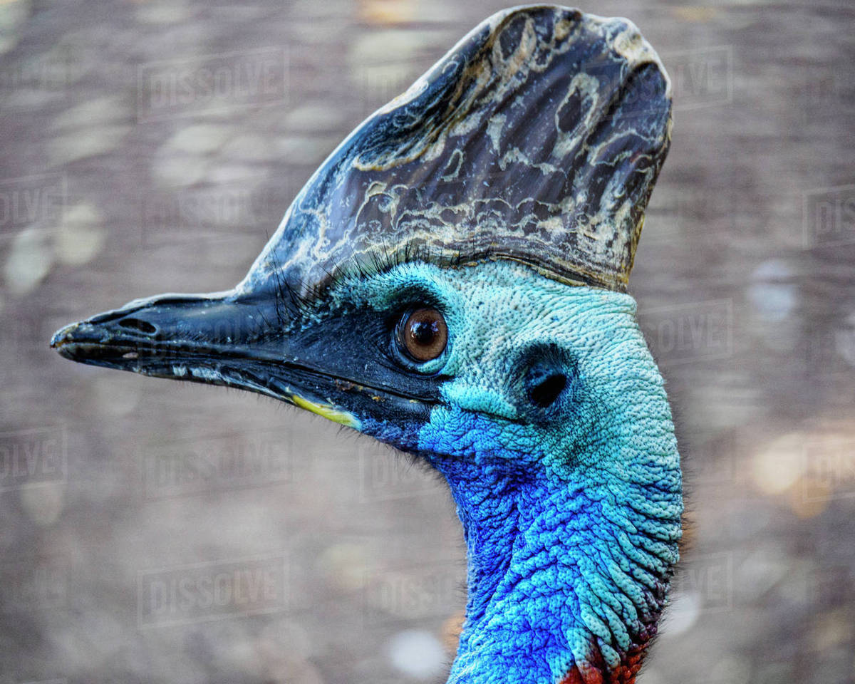 Close-up portrait of cassowary (Casuarius) - Royalty-free Stock Photo ...