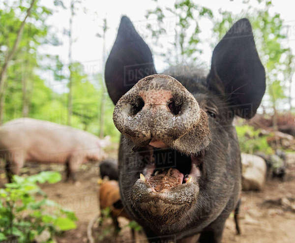 USA, Maine, Knox, Close-up view of pig with open mouth - Royalty-free ...