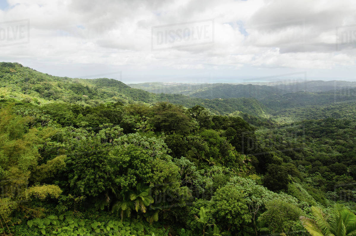 Puerto Rico, El Yunque National Forest, Green landscape - Royalty-free ...