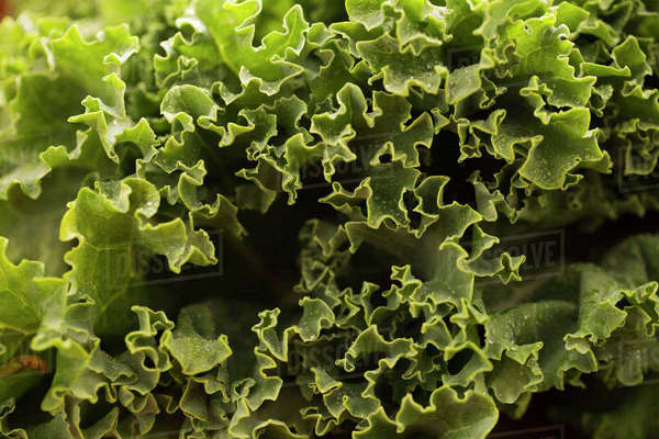 Close-up of kale leaves - Royalty-free Stock Photo | Dissolve