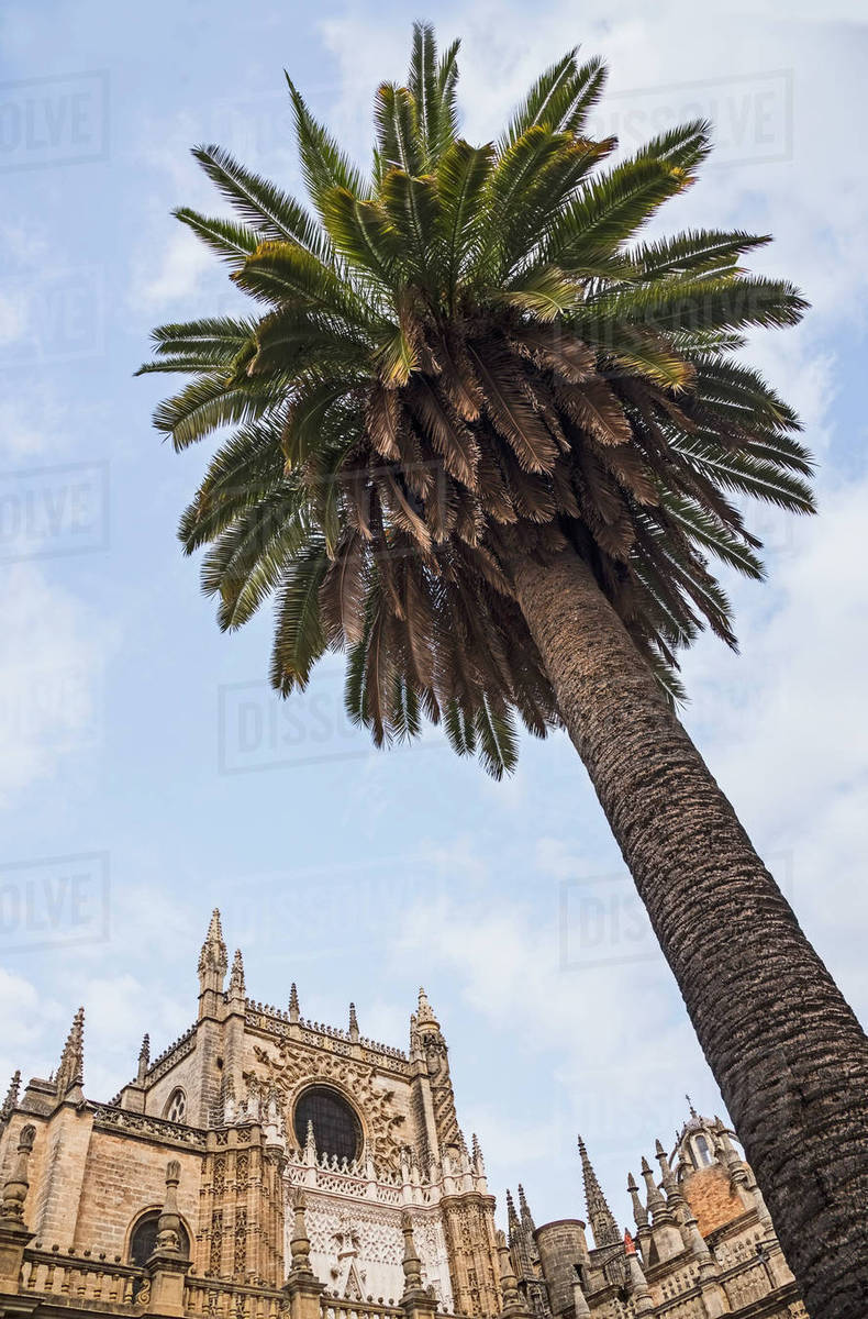 Spain, Seville, Low angle view of palm tree and facade of Cathedral of ...