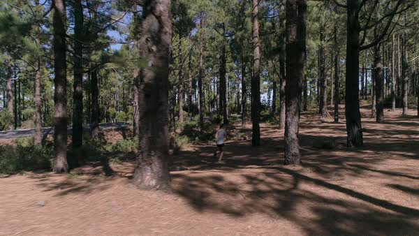 Aerial - Tracking shot of young woman recreational running through pine ...