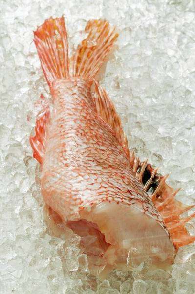 Scorpion fish fillet on ice - Stock Photo - Dissolve