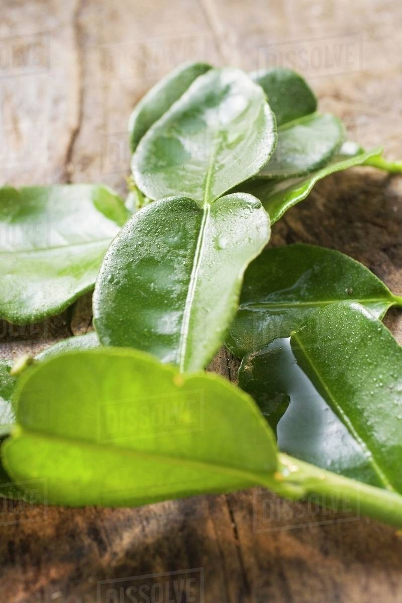 Fresh lemon leaves - Stock Photo - Dissolve