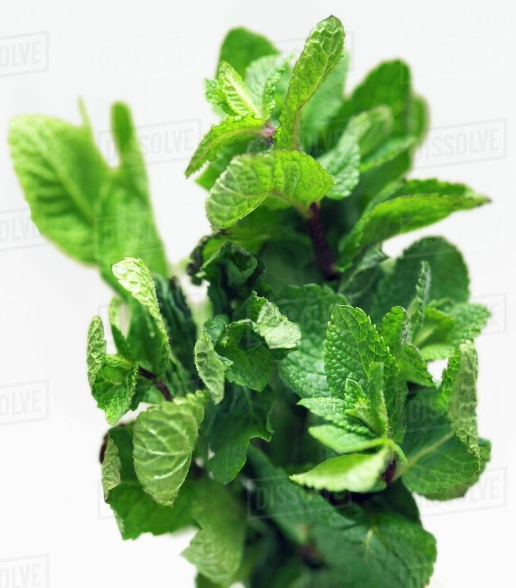Fresh mint - Stock Photo - Dissolve