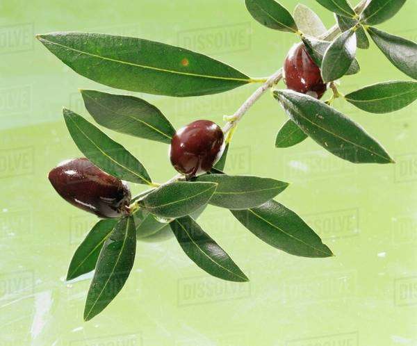 Olives with olive sprig - Royalty-free Stock Photo | Dissolve