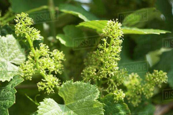 Grapevine flowers - Royalty-free Stock Photo | Dissolve