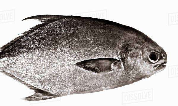 Pompano (Jack fish) - Royalty-free Stock Photo | Dissolve