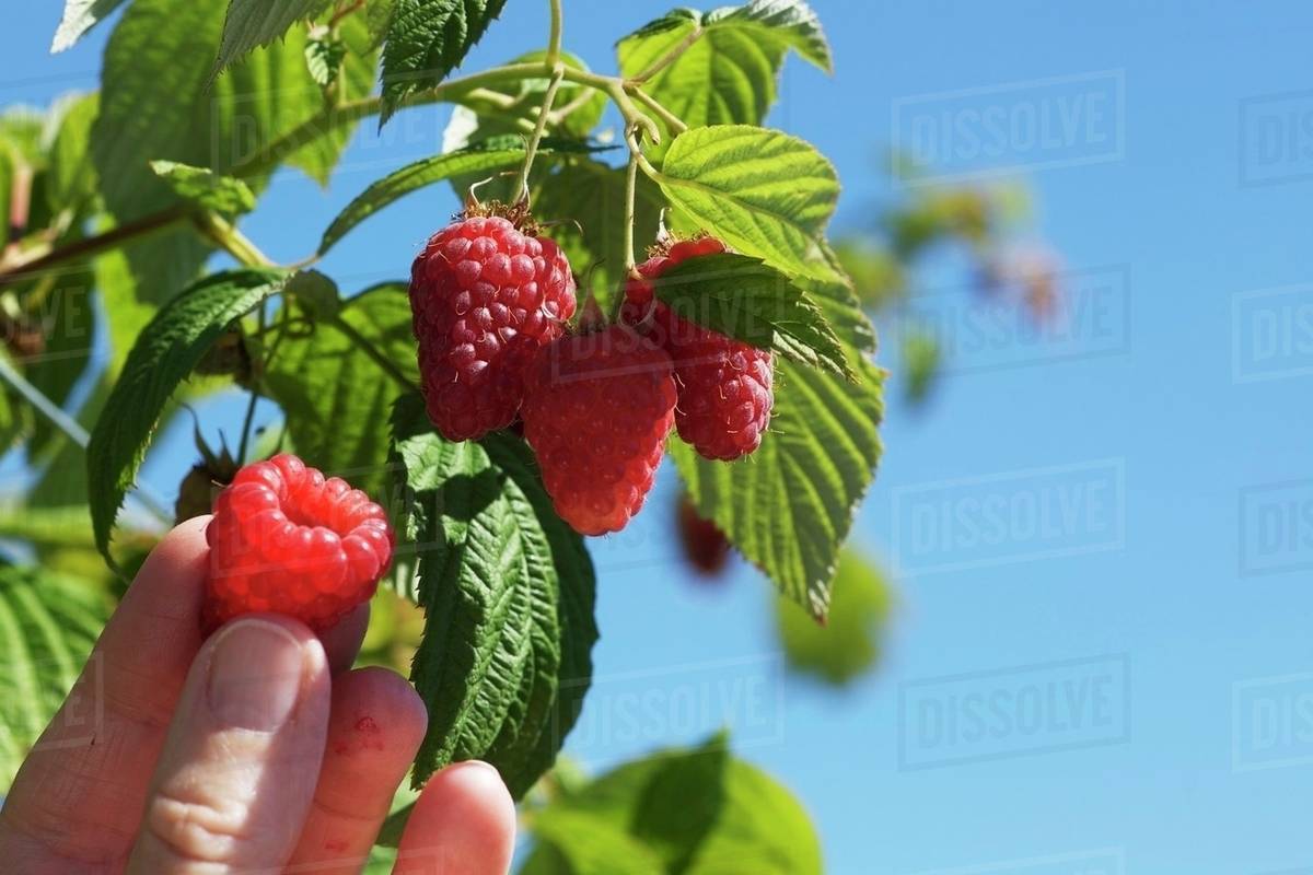Raspberries being picked - Royalty-free Stock Photo | Dissolve