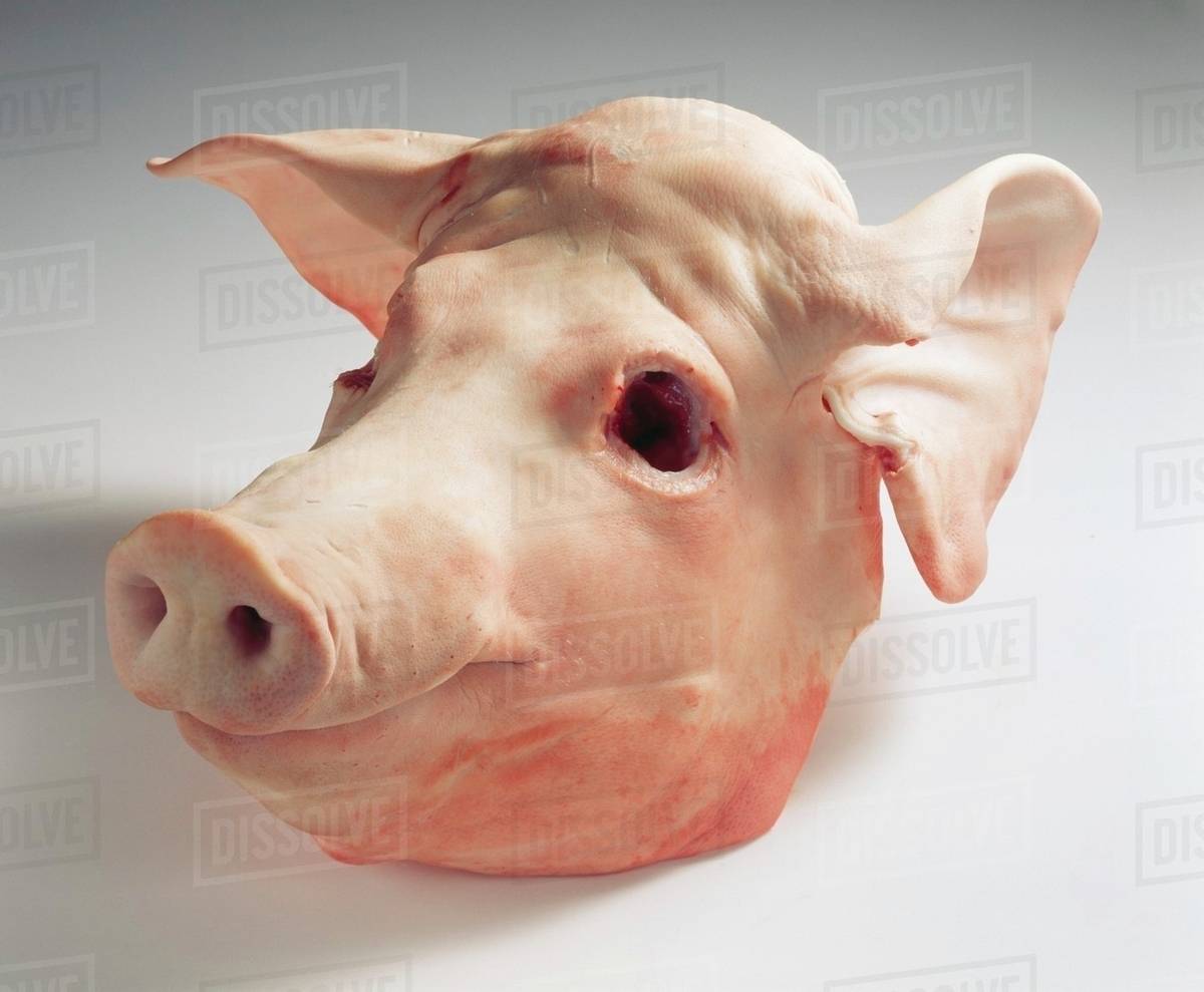 A pigs head - Stock Photo - Dissolve