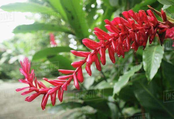 Red Costa Rica Jungle Flower - Royalty-free Stock Photo | Dissolve