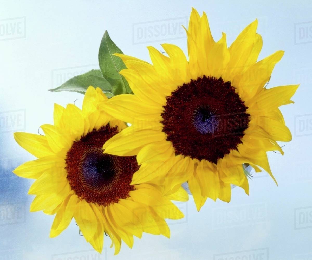 Two sunflowers from above - Royalty-free Stock Photo | Dissolve