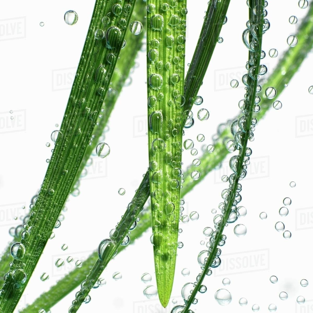 Reeds in water - Royalty-free Stock Photo | Dissolve