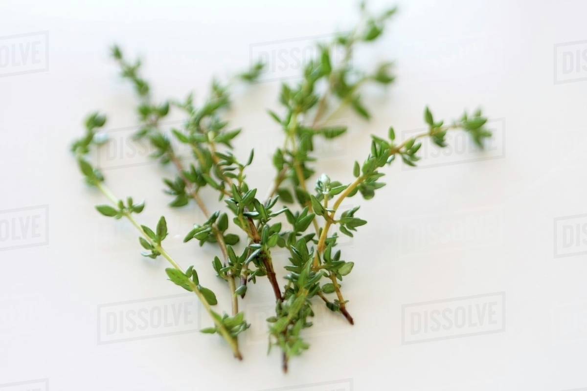 Thyme (close-up) - Royalty-free Stock Photo | Dissolve