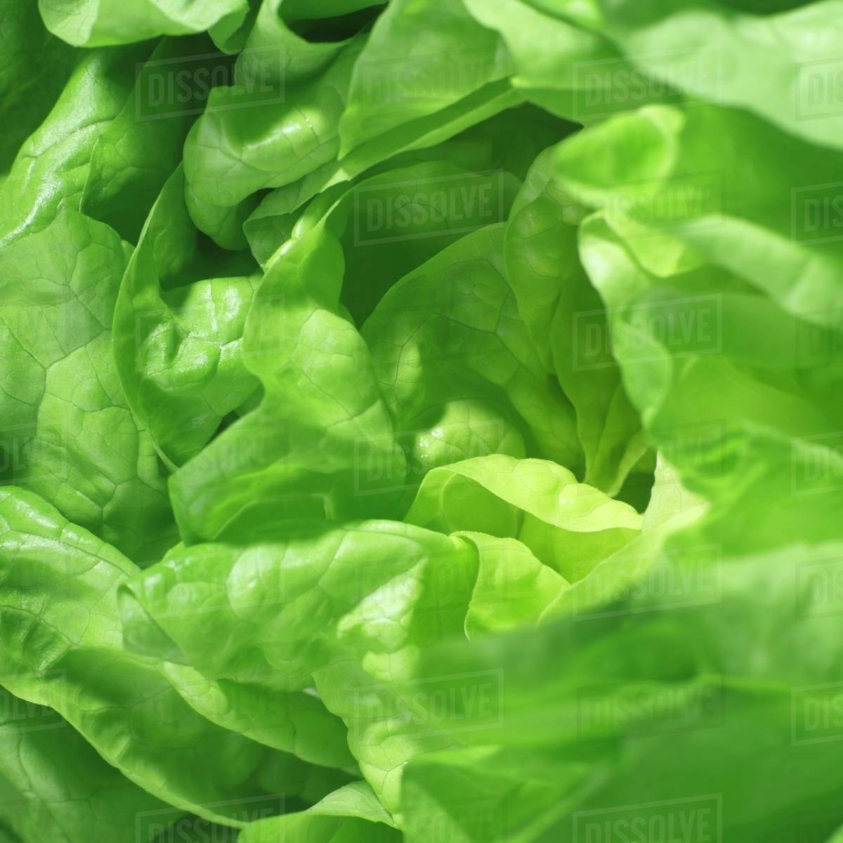 Lettuce (close-up) - Royalty-free Stock Photo | Dissolve