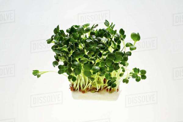 Fresh daikon cress - Royalty-free Stock Photo | Dissolve