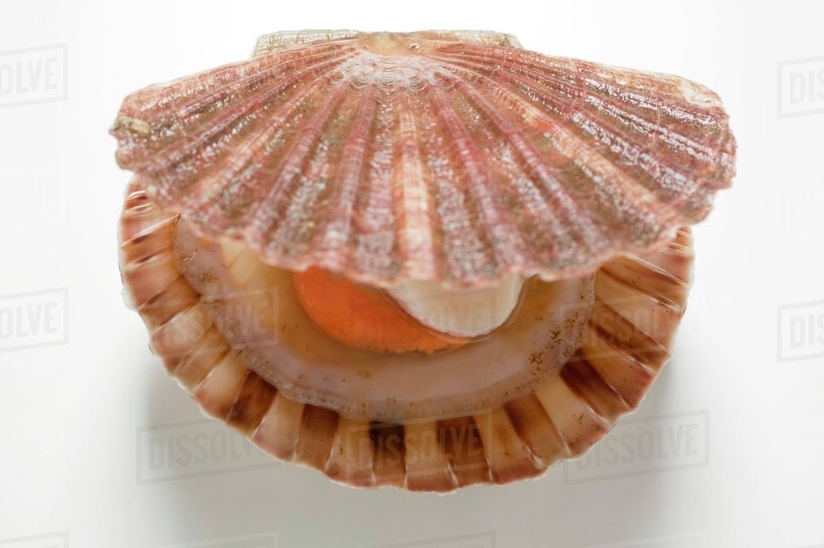A scallop, opened - Royalty-free Stock Photo | Dissolve
