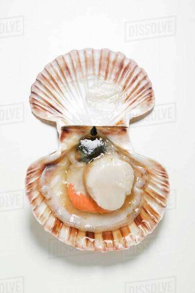 A scallop, opened wide - Royalty-free Stock Photo | Dissolve