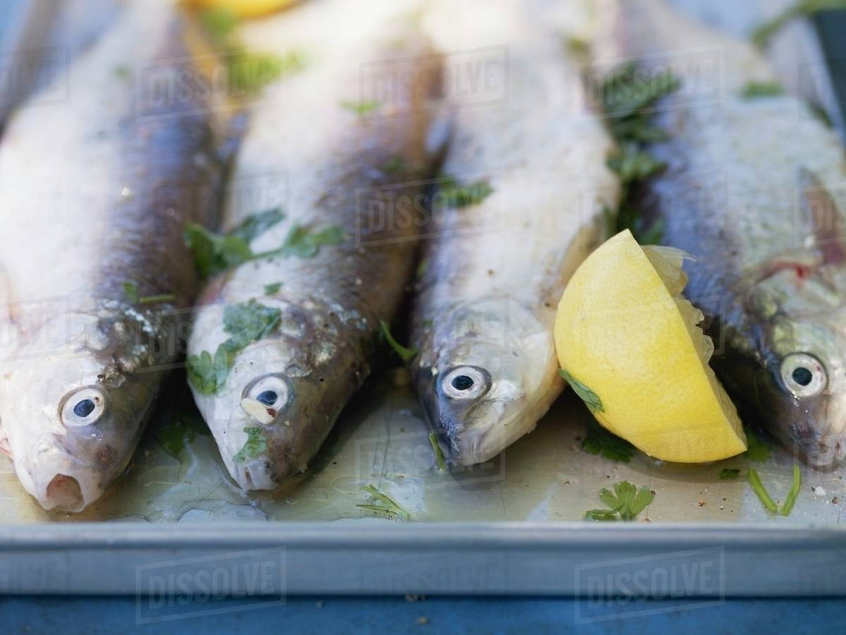Fresh trout with lemon and parsley, ready for grilling - Stock Photo ...