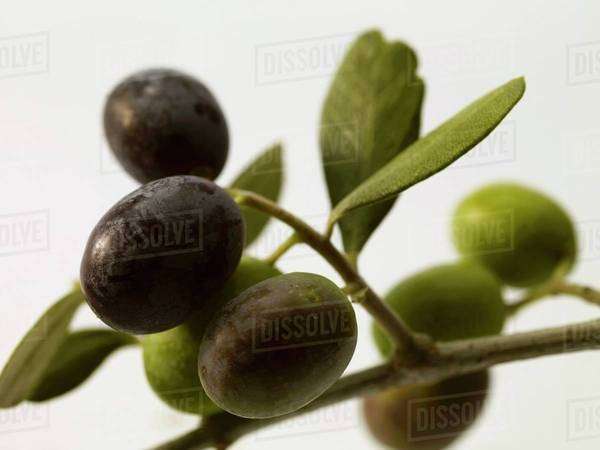 Olives on an olive branch (close-up) - Stock Photo - Dissolve