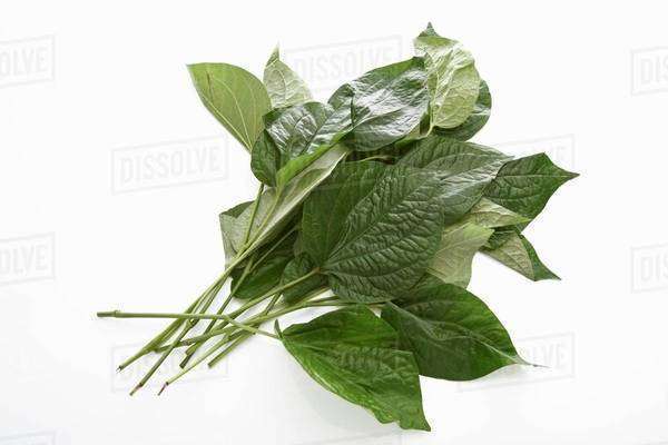 Cha plu leaves - Royalty-free Stock Photo | Dissolve