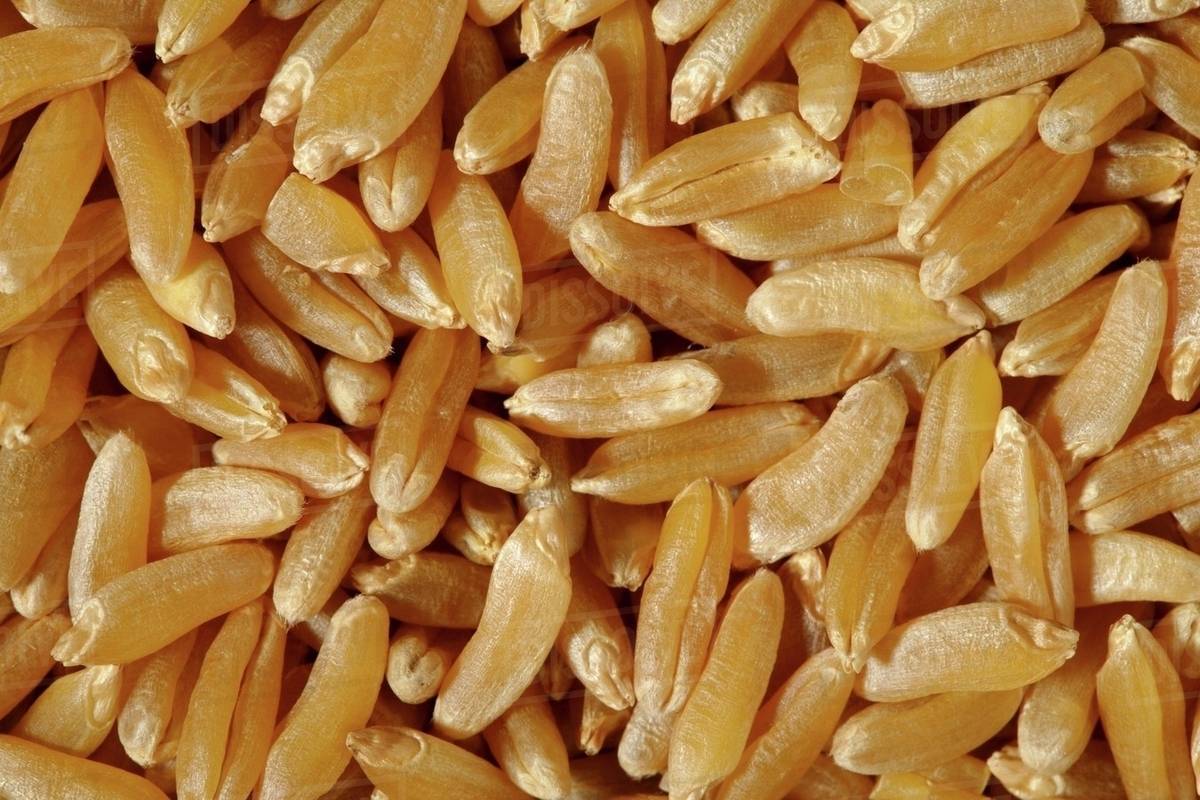 Kamut grains (full-frame) - Royalty-free Stock Photo | Dissolve