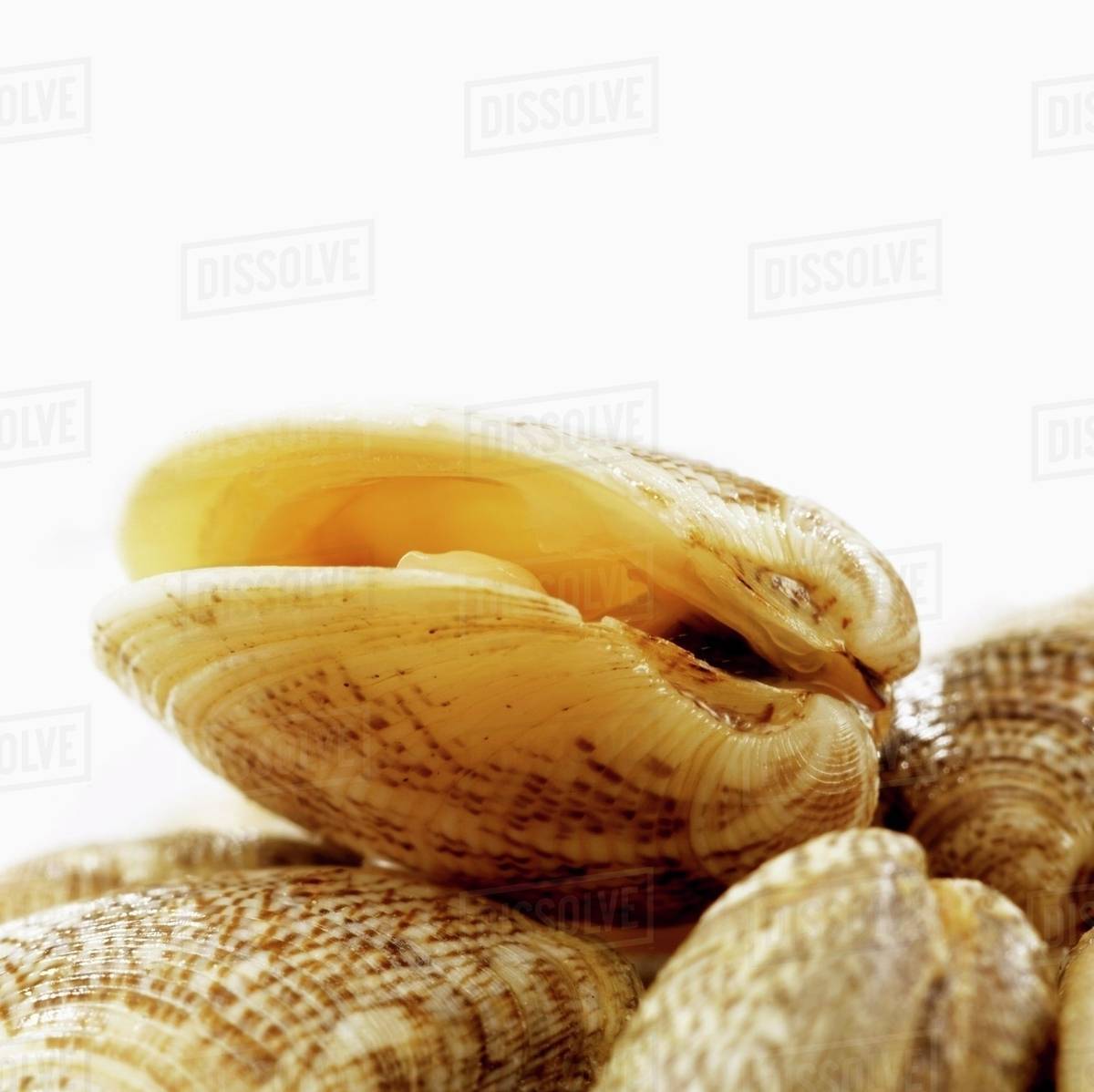 Opened clam - Royalty-free Stock Photo | Dissolve